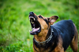 Dog Laws In Arkansas: Licensing, Leash, and More